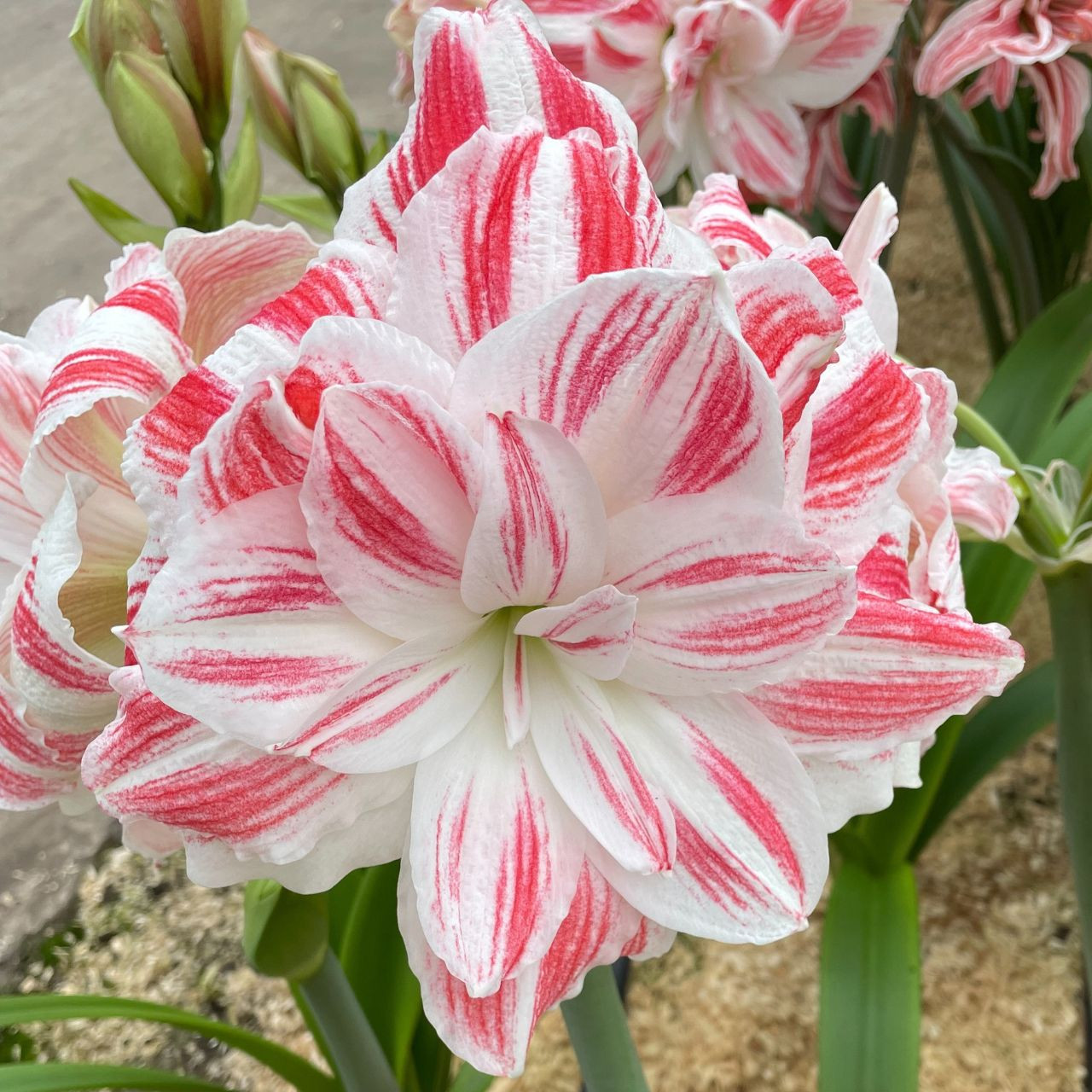 Amaryllis Double Amazing Belle - 1 bulb - Longfield Gardens