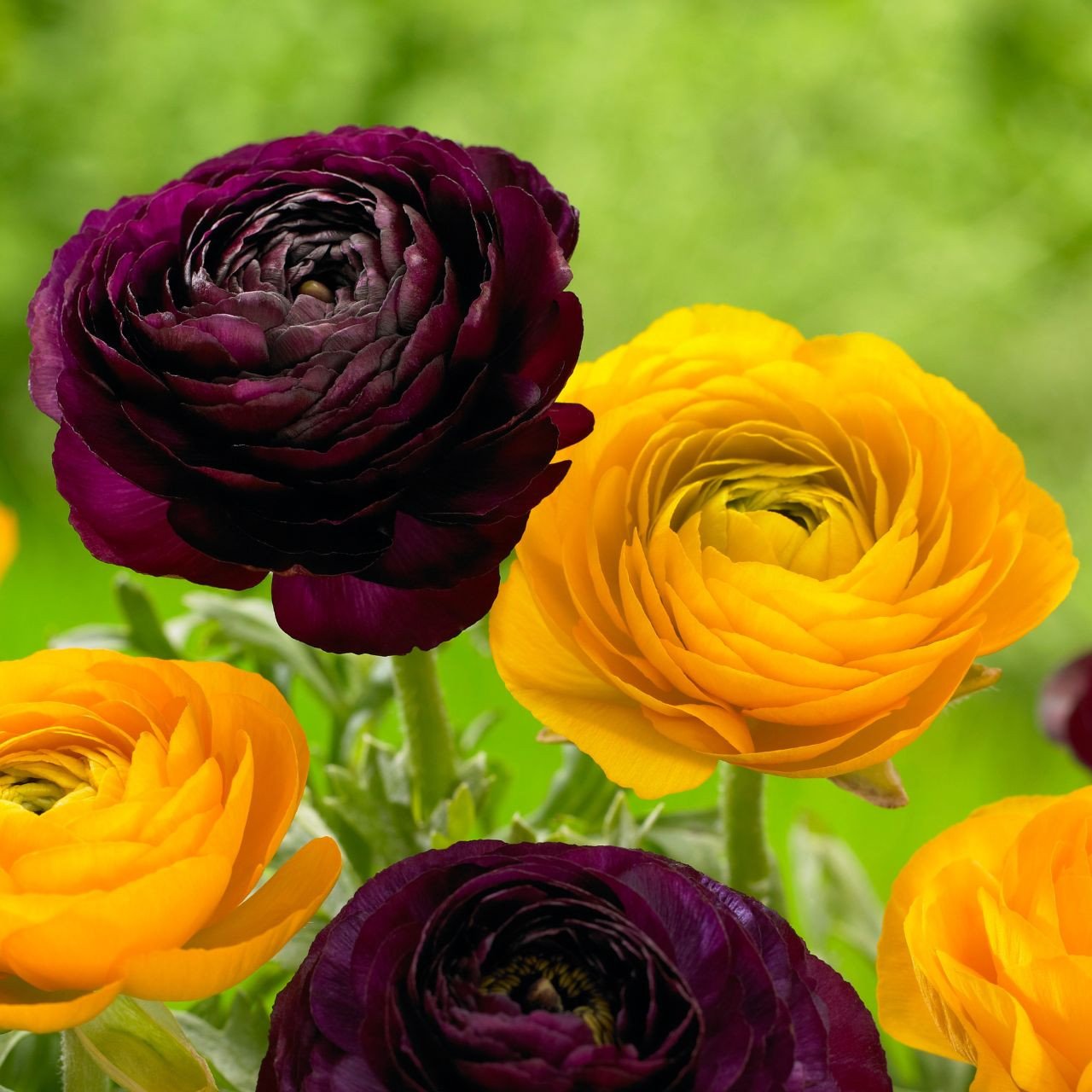 Ranunculus Tomer Purple & Yellow (Fall) - 50 corms - Longfield Gardens