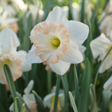 Daffodil Trumpet British Gamble - 10 bulbs - Longfield Gardens