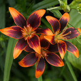 Lily Asiatic Mapira - 5 bulbs - Longfield Gardens