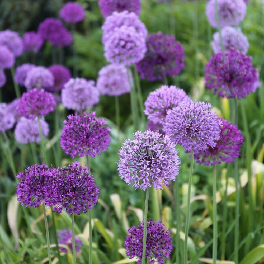 Allium Aflatunense Purple Sensation - 10 bulbs - Longfield Gardens