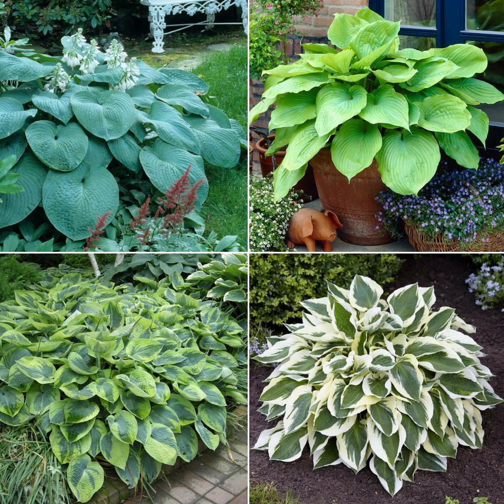 Hosta Assorted Collection - 9 bare roots - Longfield Gardens