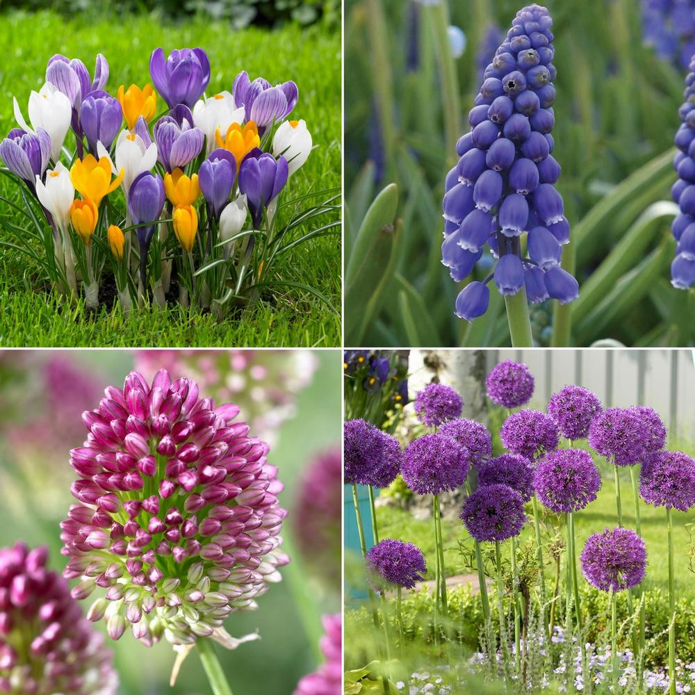 Assorted Suddenly Spring Collection - 140 count - Longfield Gardens