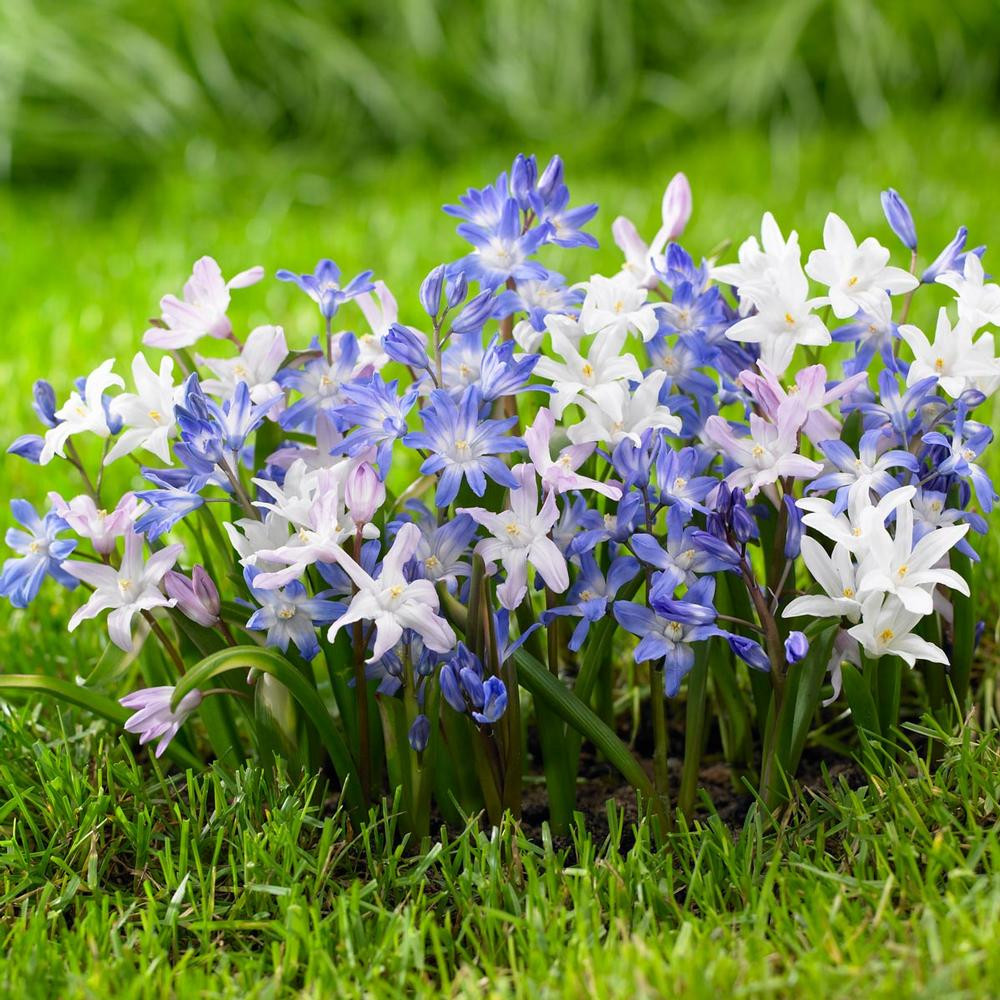 Chionodoxa Assorted - 25 bulbs - Longfield Gardens