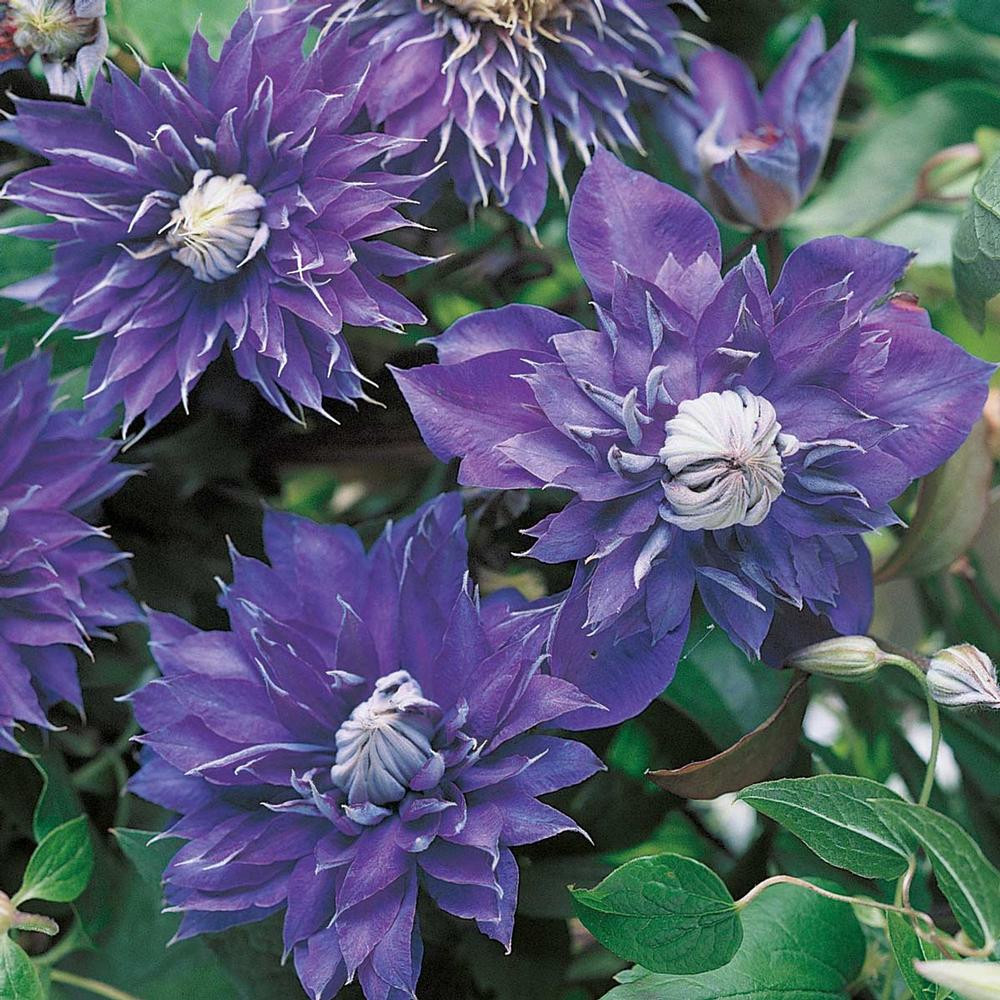 Clematis Multi Blue - 1 One Year Plug - Longfield Gardens