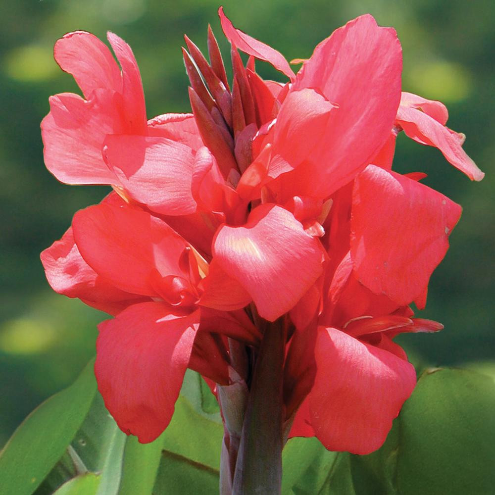 Cannas Bulbs for Sale - Longfield Gardens