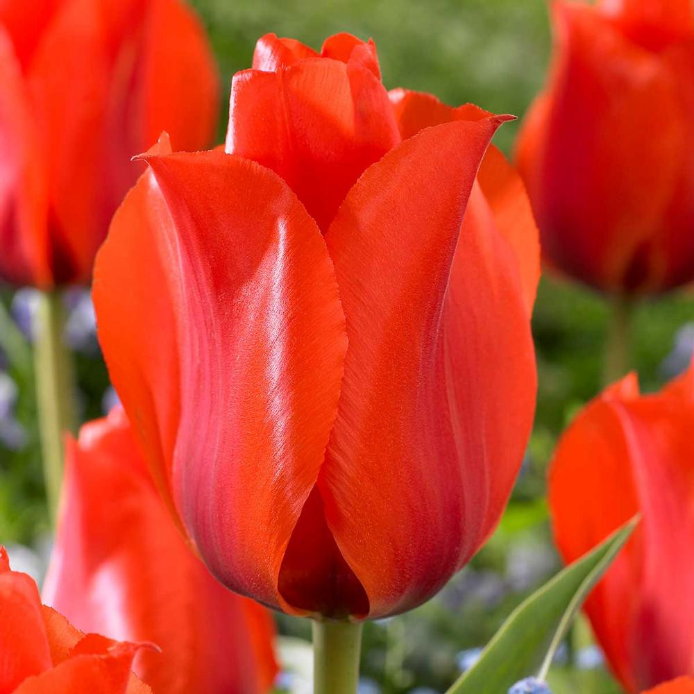 Tulip Double Early Cilesta - 25 bulbs - Longfield Gardens