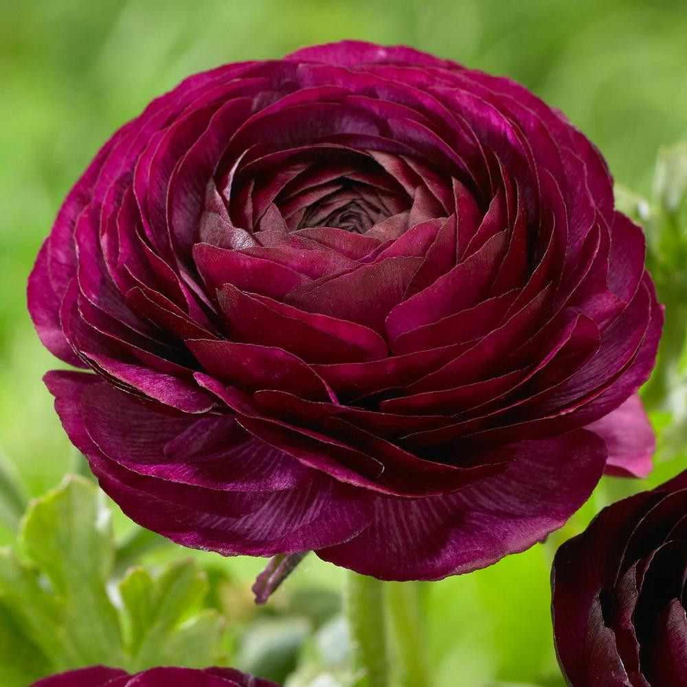 Fall Planted Ranunculus Bulb for Sale - Longfield Gardens