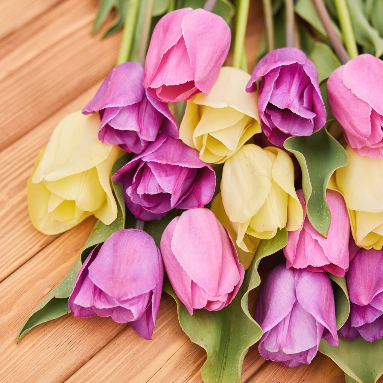 Tulip Single Late Violet Beauty - 20 bulbs - Longfield Gardens
