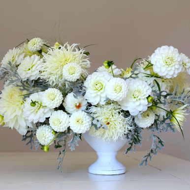 Shop Spring Planted Bulb Collections - Longfield Gardens