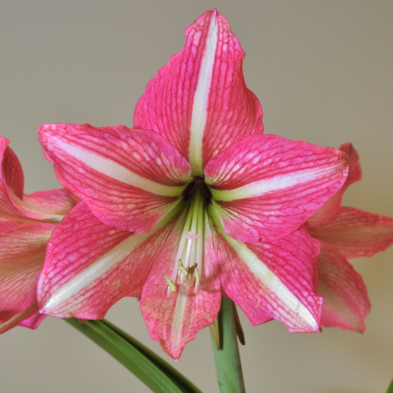 Amaryllis Single Pinkolo - 1 bulb - Longfield Gardens
