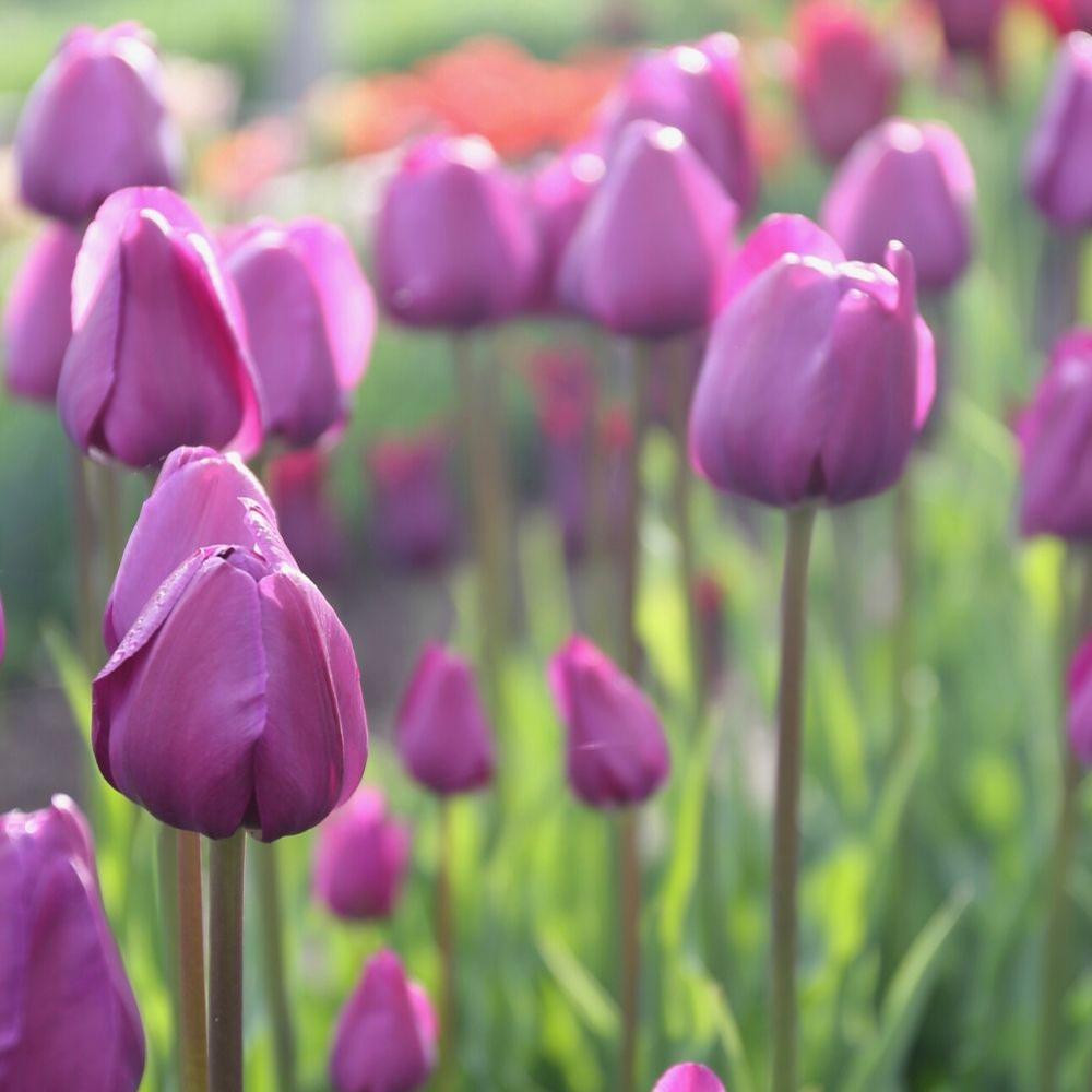 Tulip Triumph Negrita - 20 bulbs - Longfield Gardens