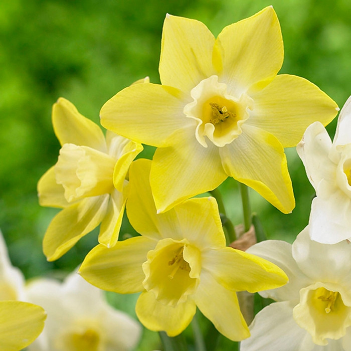 Daffodils for Sale - Shop Narcissus Bulbs - Longfield Gardens