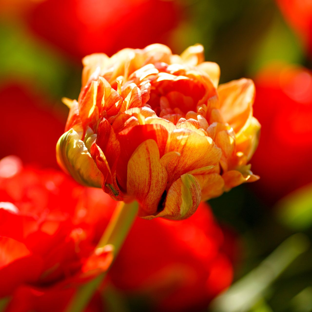 Tulip Double Late Sun Lover - 10 bulbs - Longfield Gardens