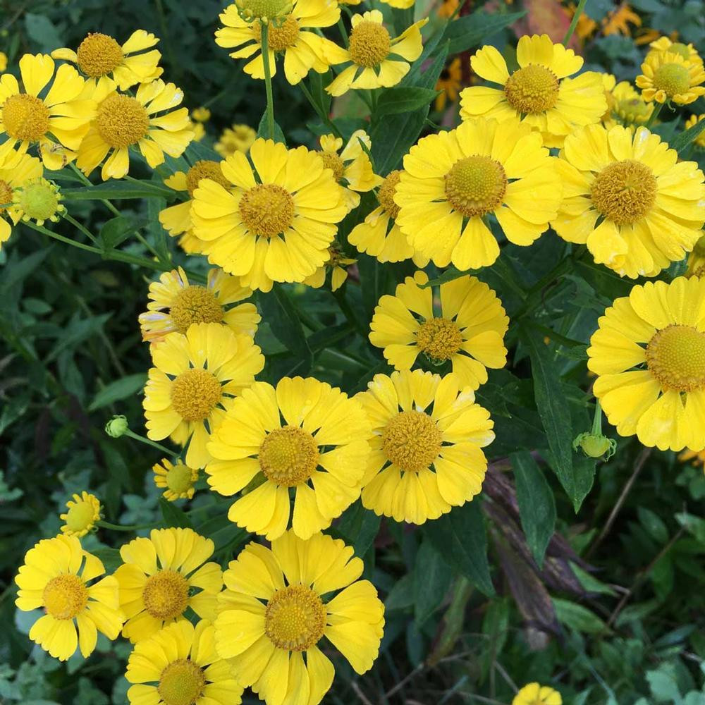 Helenium The Bishop - 3 bare roots - Longfield Gardens