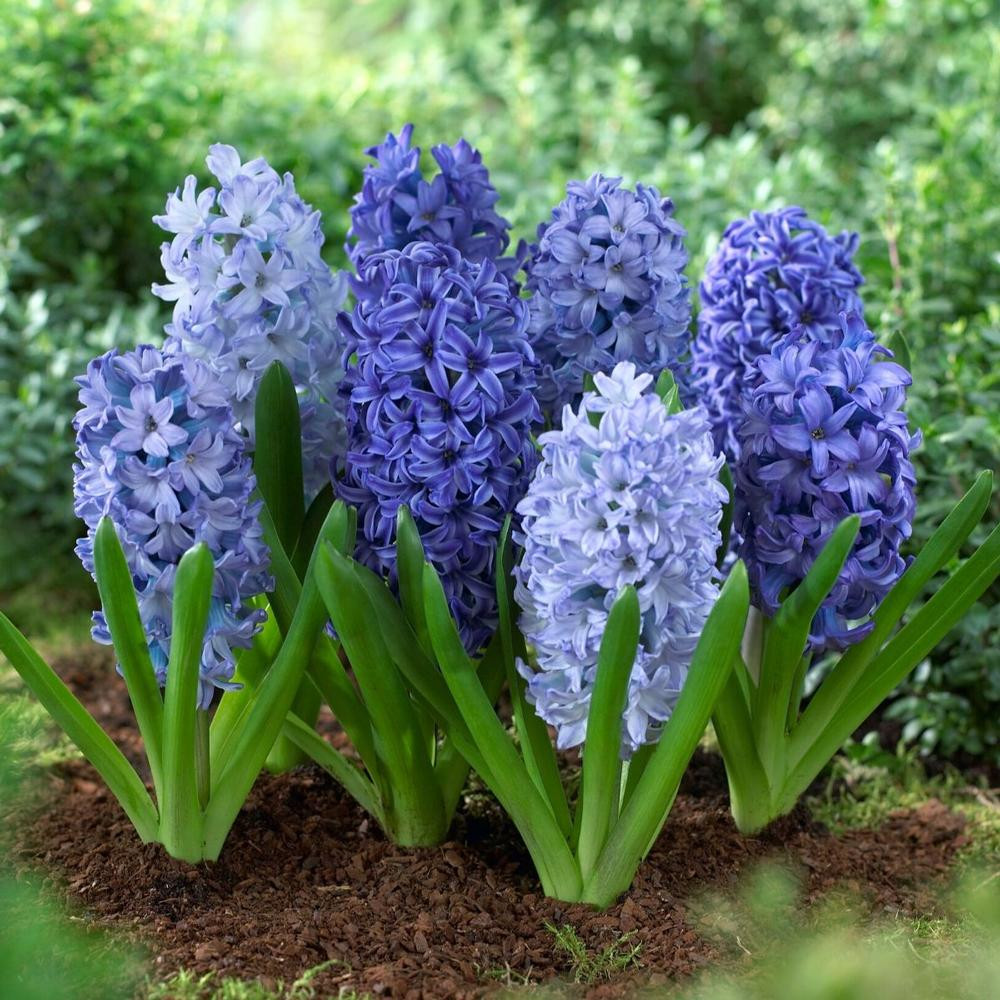 Shop Fragrant Hyacinth Bulbs - Longfield Gardens