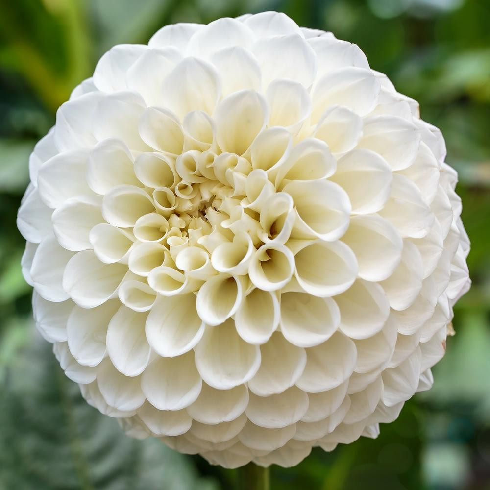 Dahlia Dinnerplate White Perfection - 3 tubers - Longfield Gardens