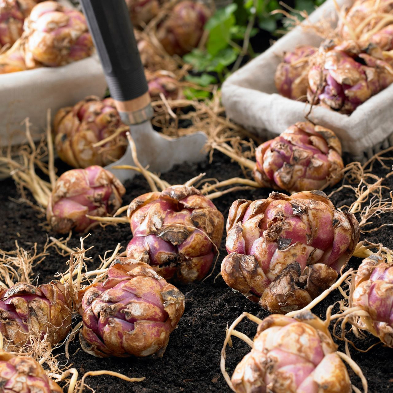 Lily Double Oriental Roselily Editha - 5 bulbs - Longfield Gardens