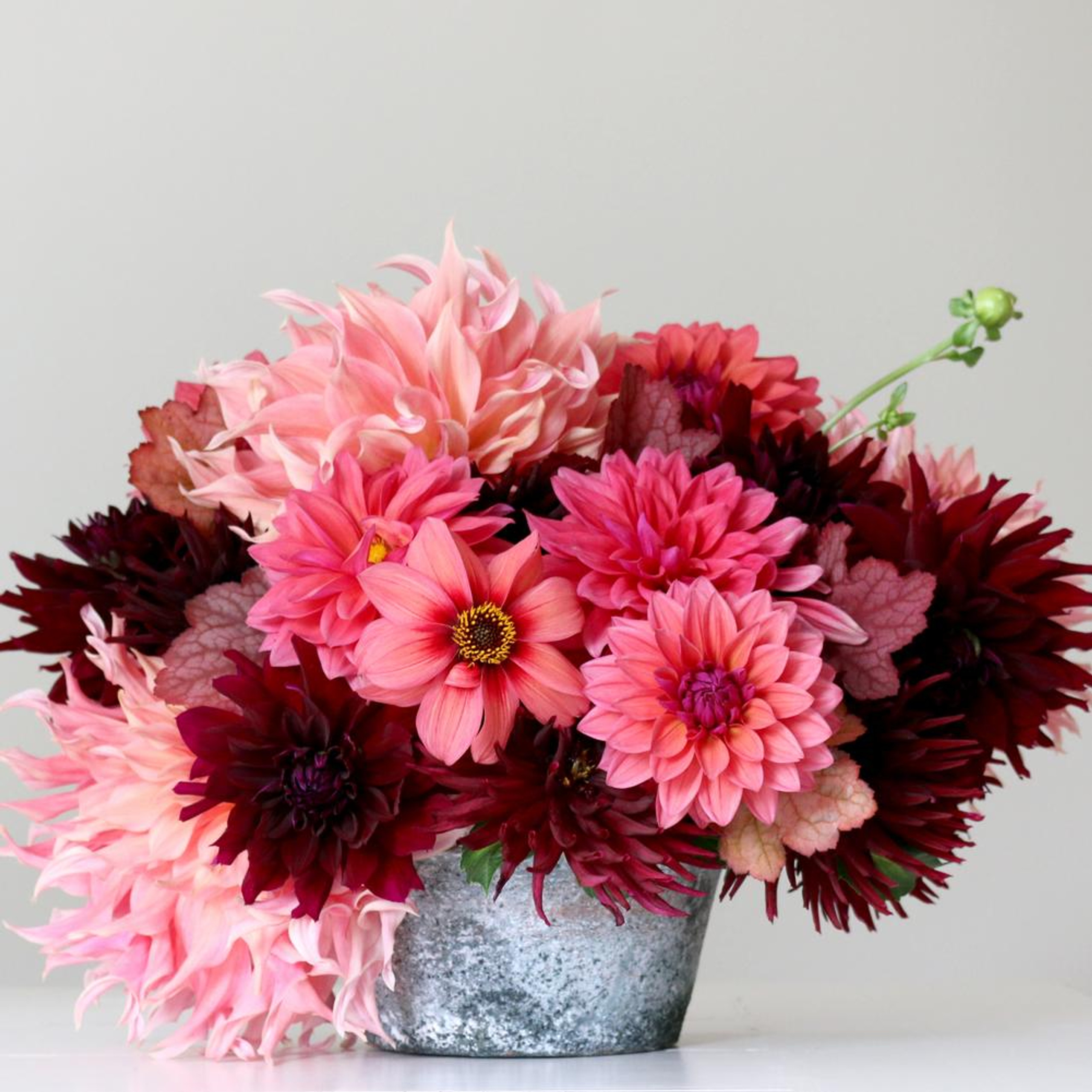 Dahlia Assorted Flirty Fleurs Sorbetto Collection 10 Tuber Clumps