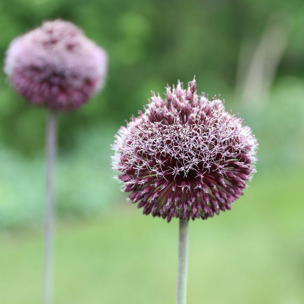 Allium Forelock - 3 bulbs - Longfield Gardens