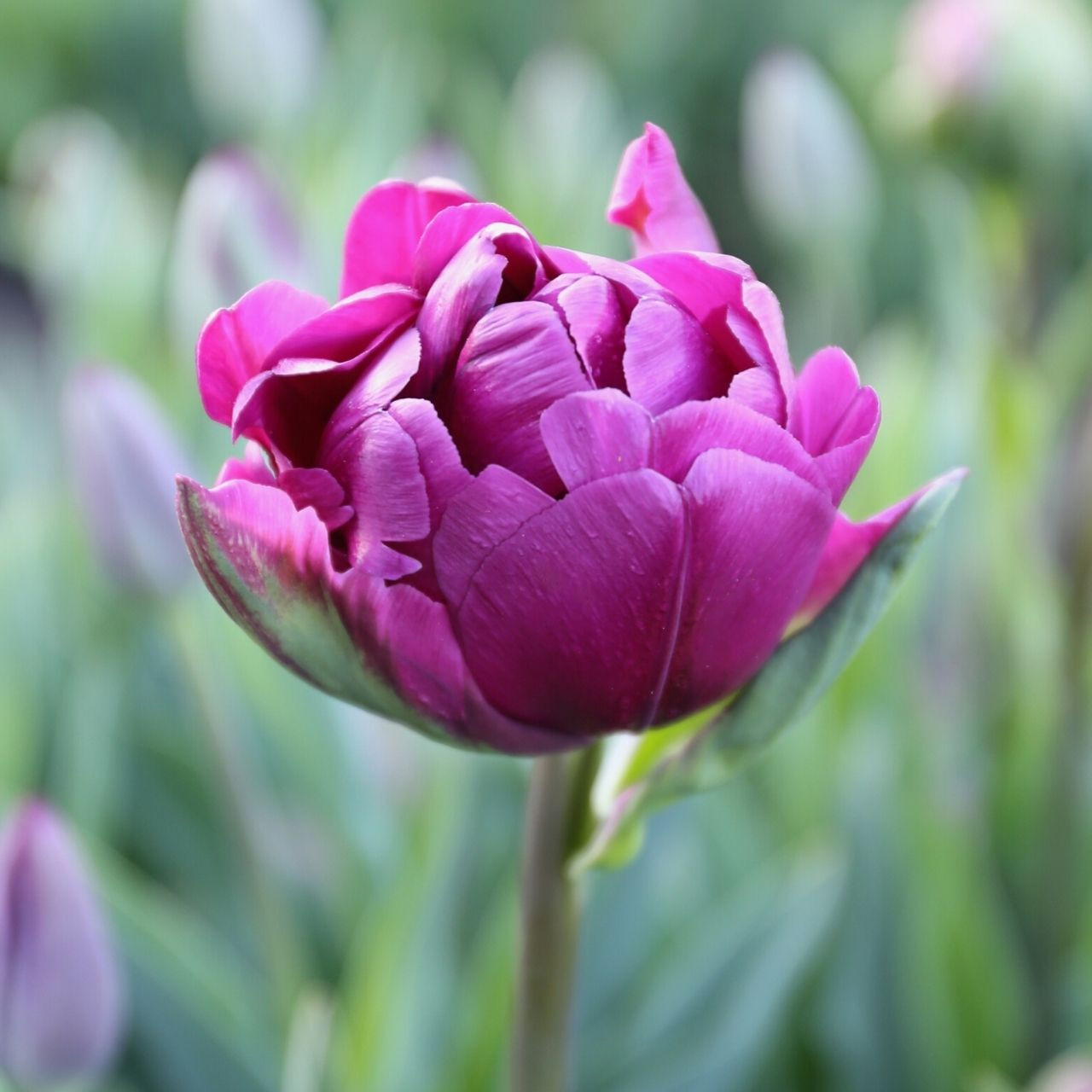 Tulip Double Late Negrita Double - 10 bulbs - Longfield Gardens