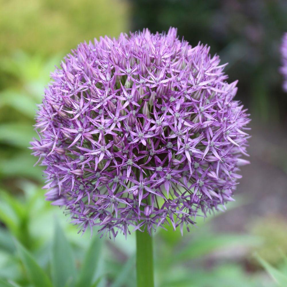 Allium Bulbs for Sale- Shop Ornamental Onions - Longfield Gardens