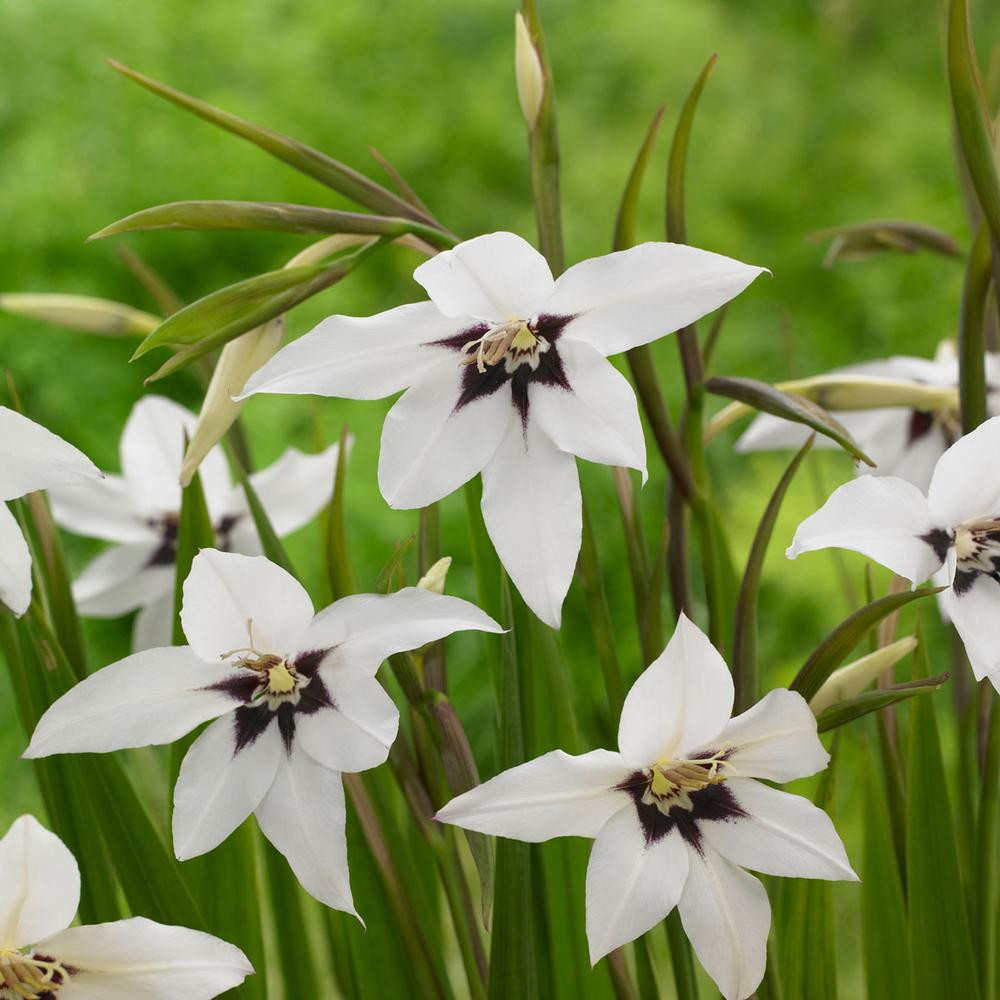 Spring Planted Specialty Bulbs - Longfield Gardens