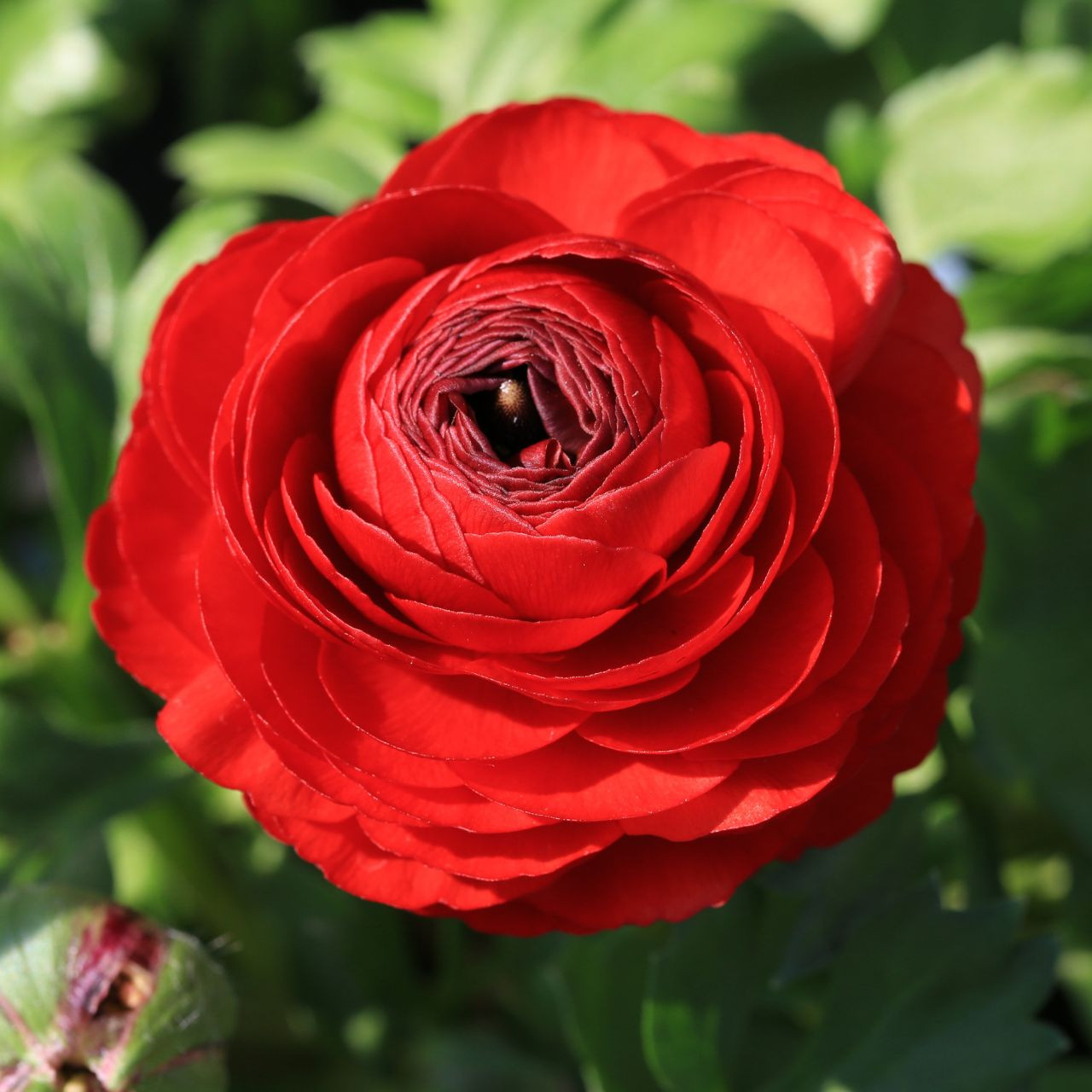 Ranunculus Tomer Red (Fall) - 25 corms - Longfield Gardens