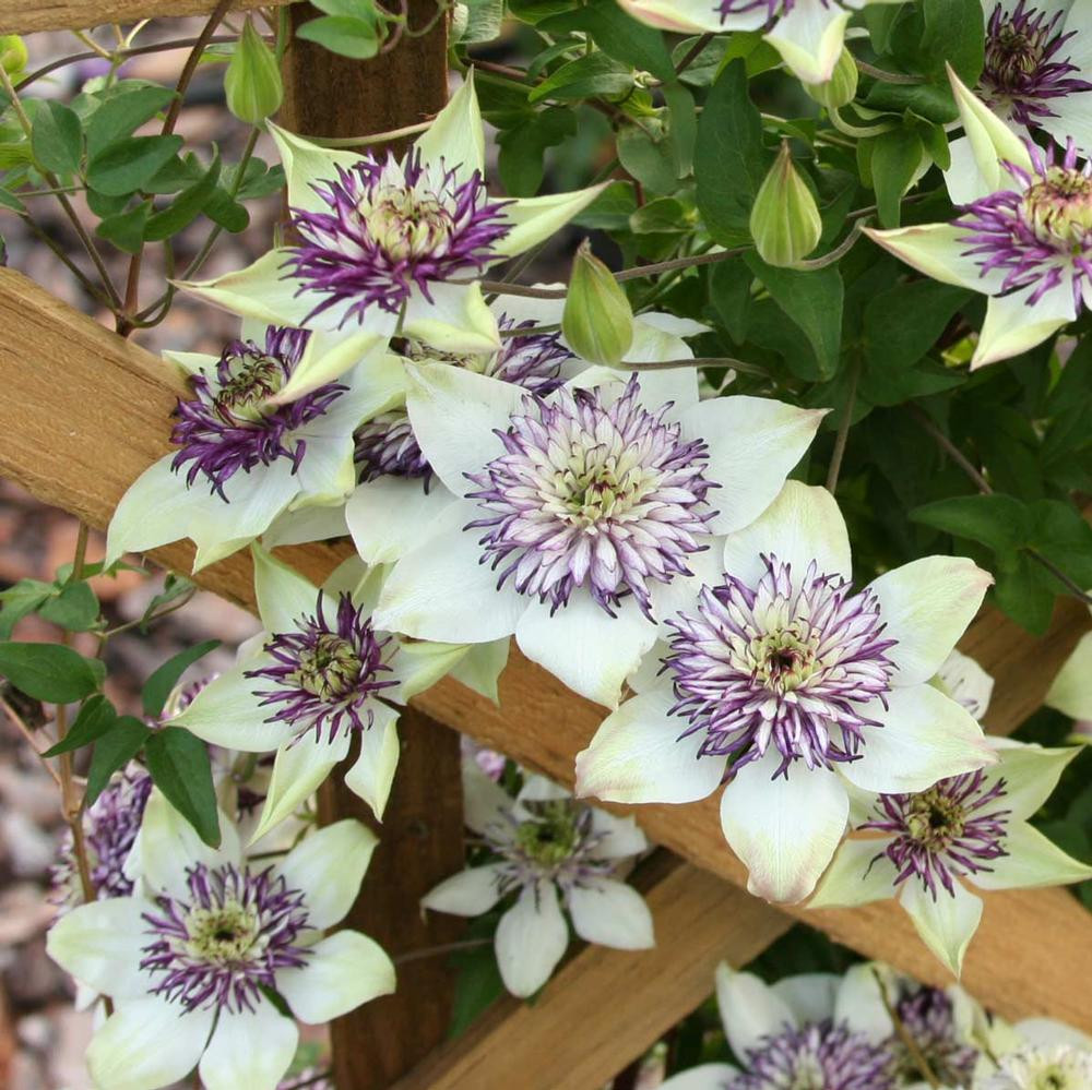 Clematis Standard Florida Sieboldii - 1 Starter Plant 1 Year Plug ...