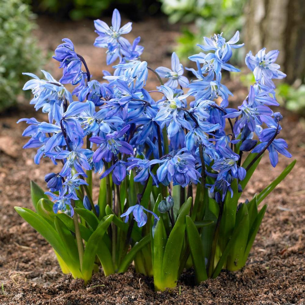 Fall Planted Specialty Bulbs - Longfield Gardens