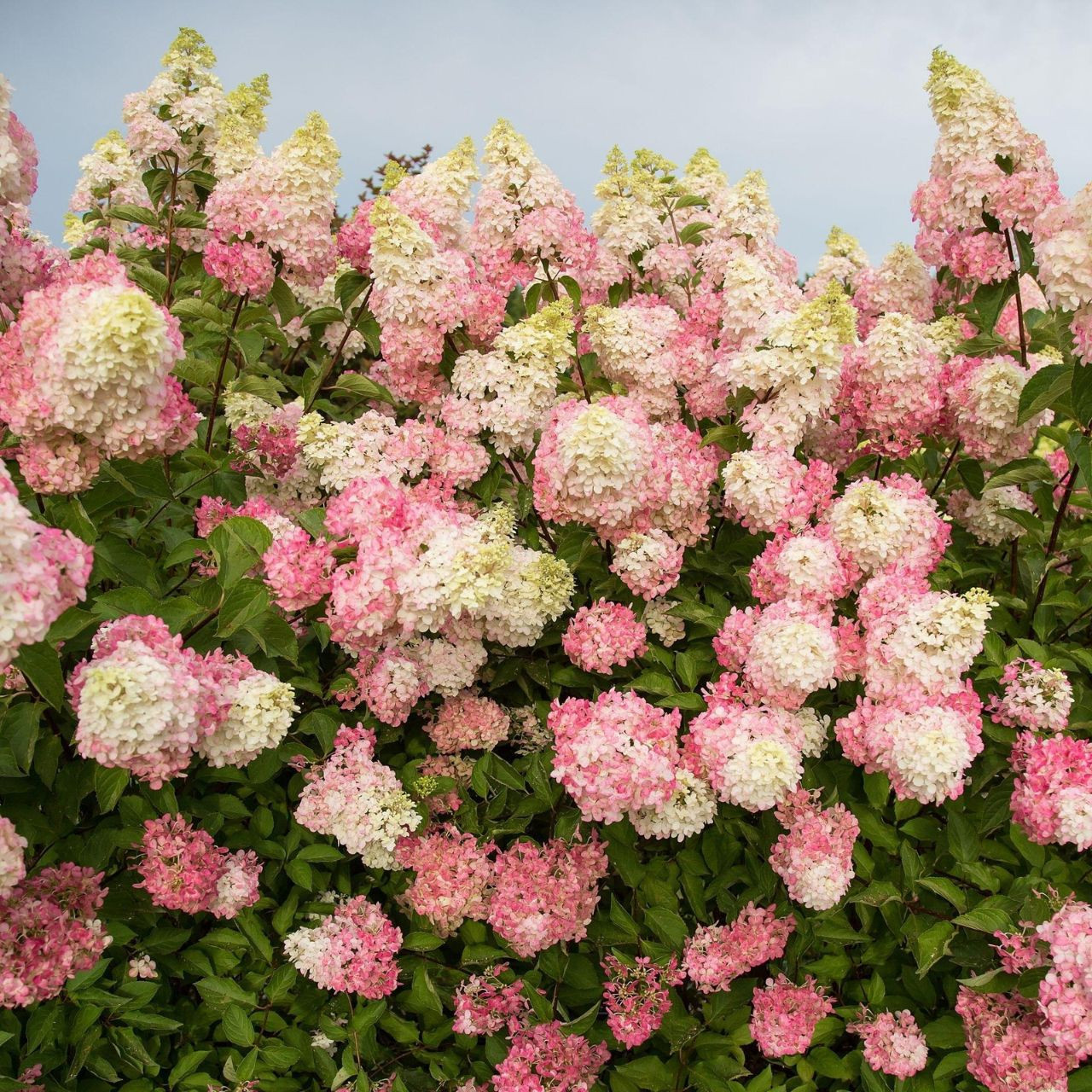 Hydrangea Paniculata Berry White - 1 Bare Root - Longfield Gardens