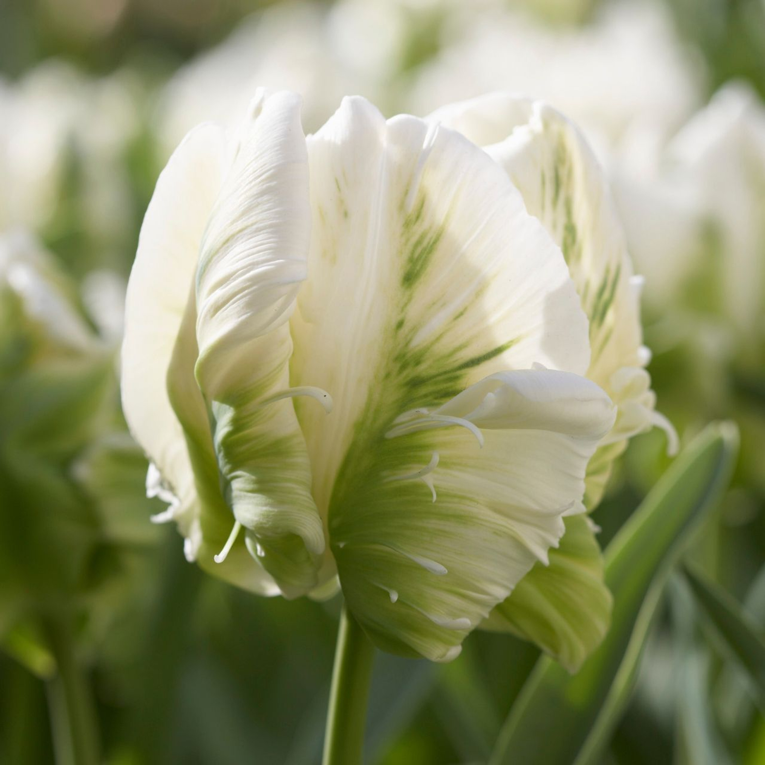 Tulip Super Parrot - 10 bulbs - Longfield Gardens