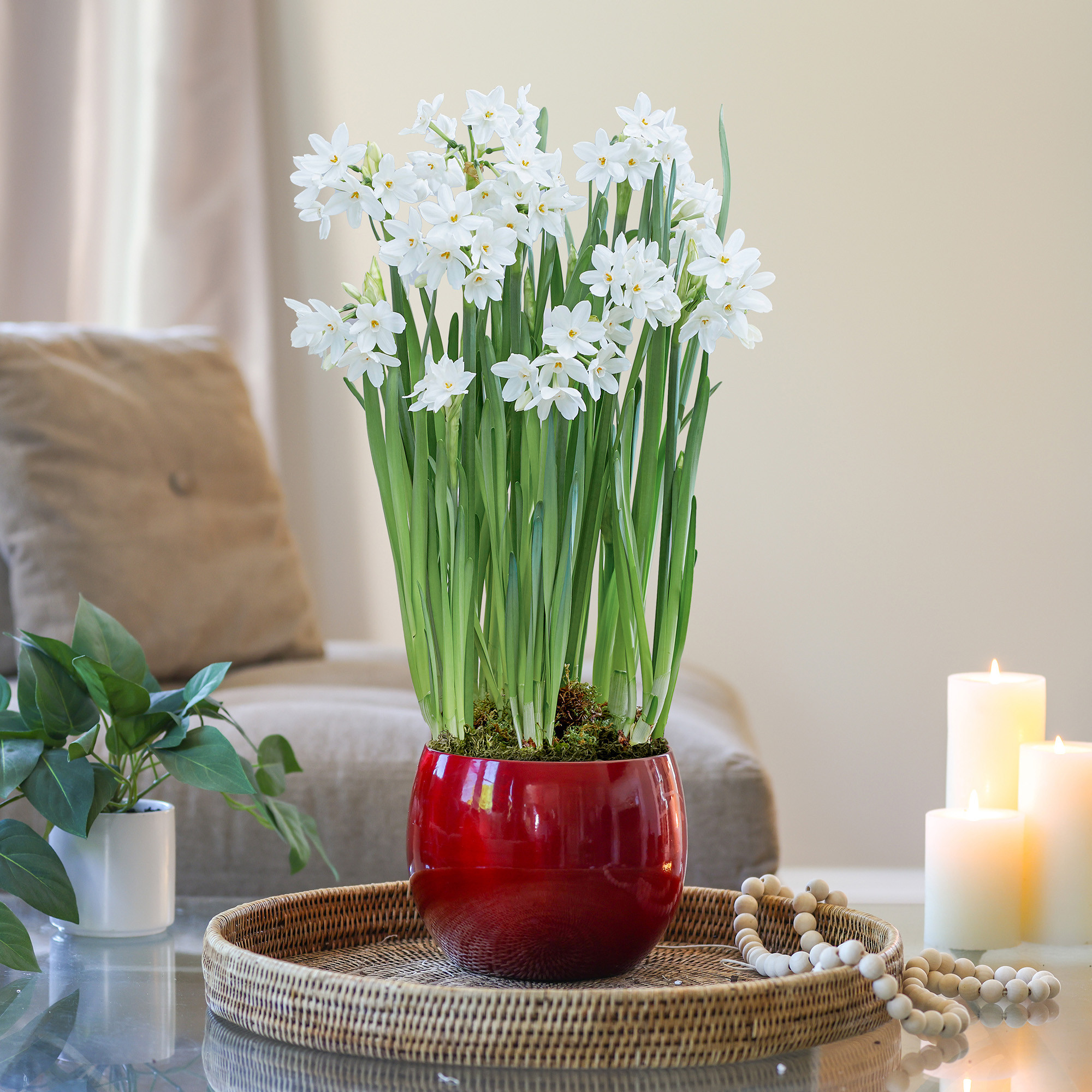 Narcissus Ziva Paperwhite Globe Pot 1 Growing Kit - Longfield Gardens