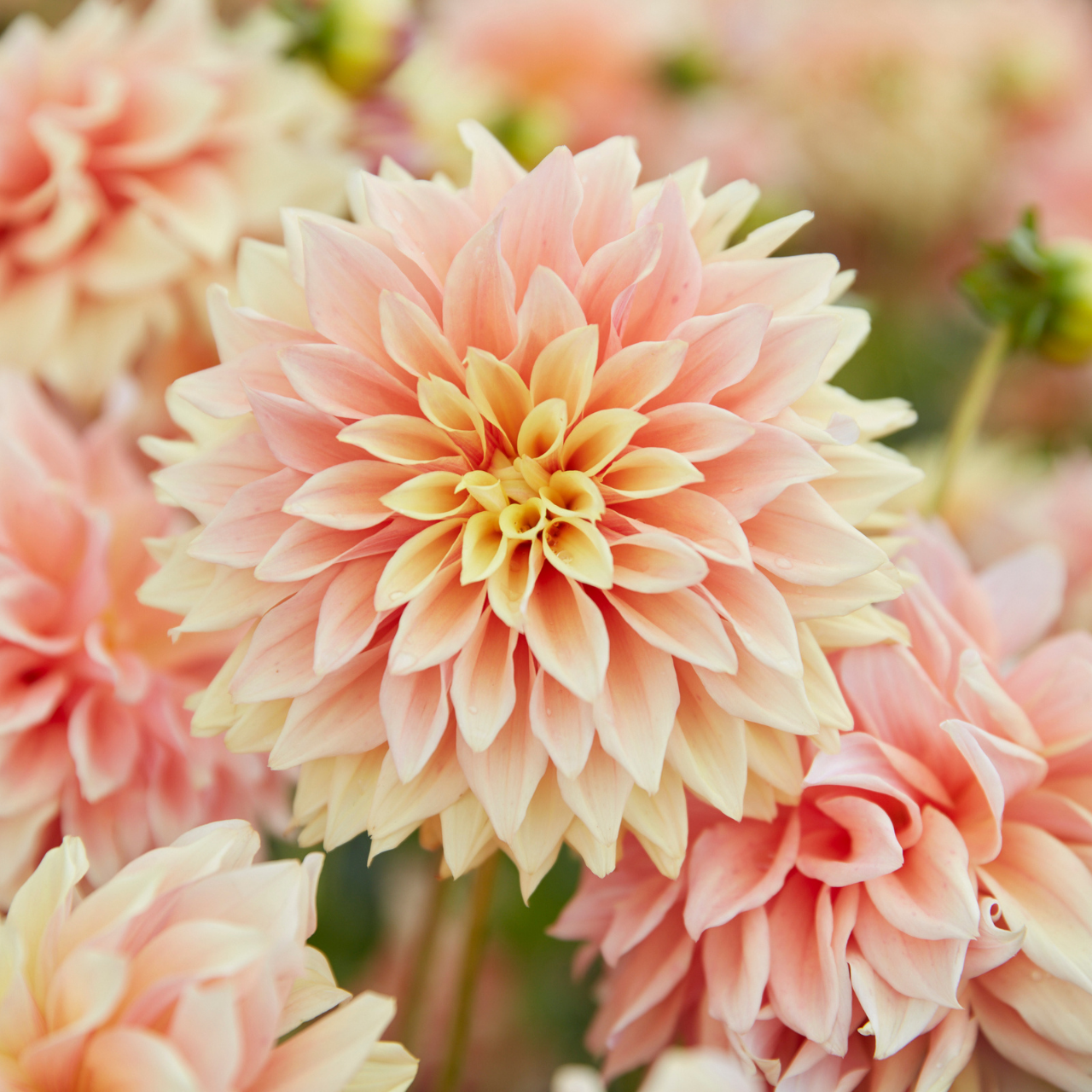 Dahlia Dinnerplate Tyrell - 1 tuber clumps - Longfield Gardens