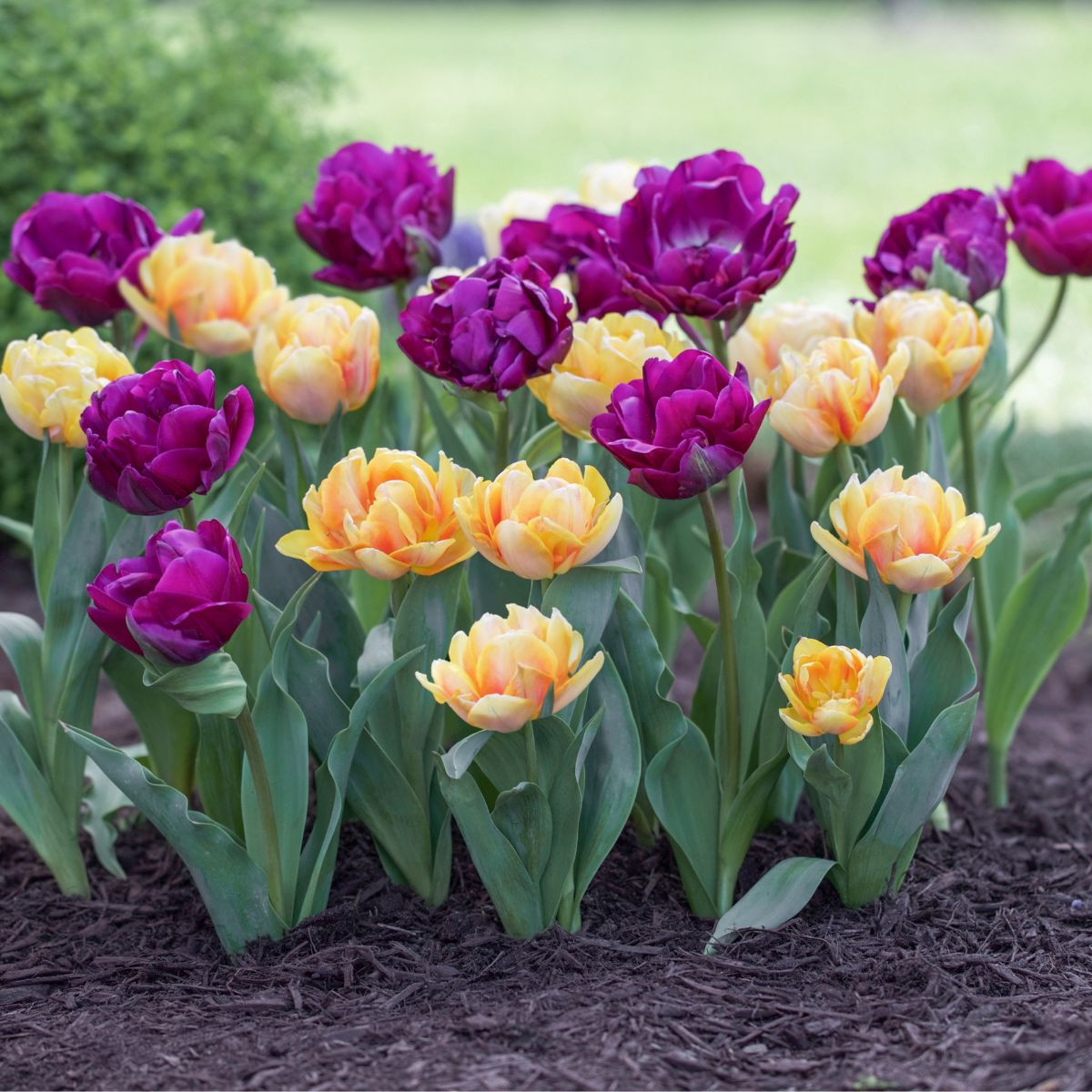Tulip Assorted Foxy Foxtrot & Negrita Double - 40 count - Longfield Gardens