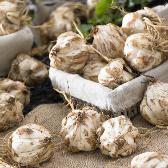 Lily Oriental Stargazer (Fall) - 5 bulbs - Longfield Gardens