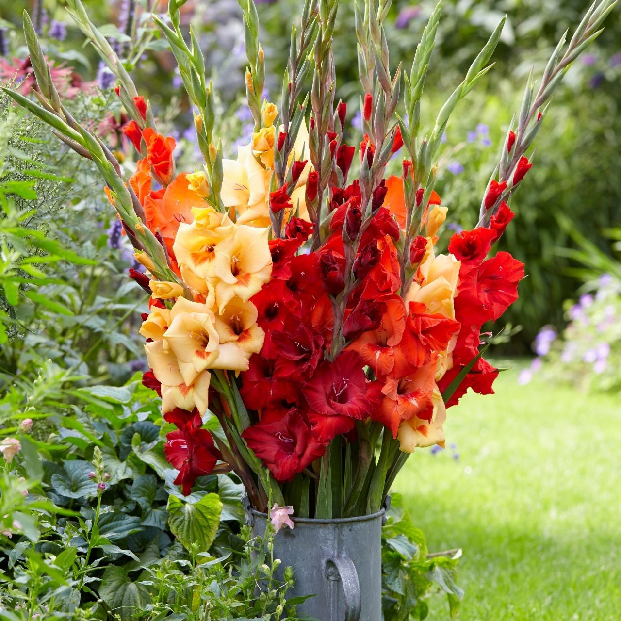 Gladiolus Flame Mix - 50 corms - Longfield Gardens