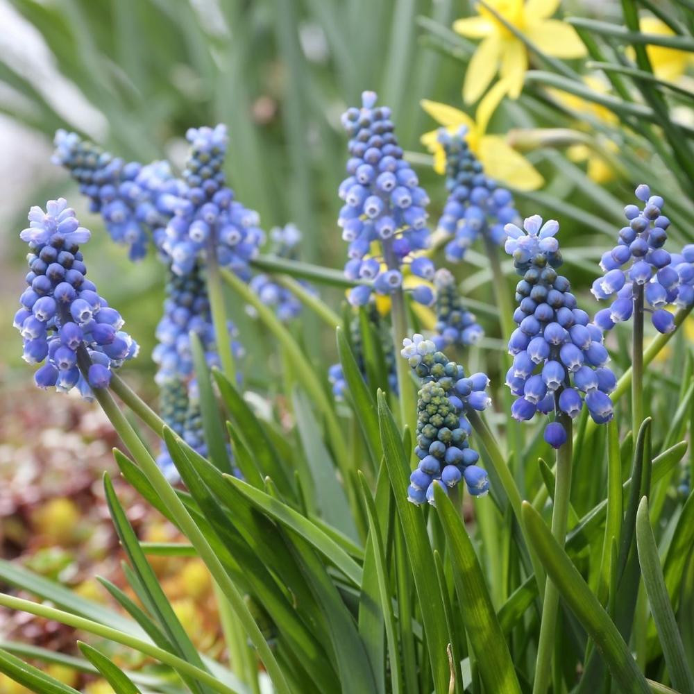 Muscari Blue Magic - 25 bulbs - Longfield Gardens
