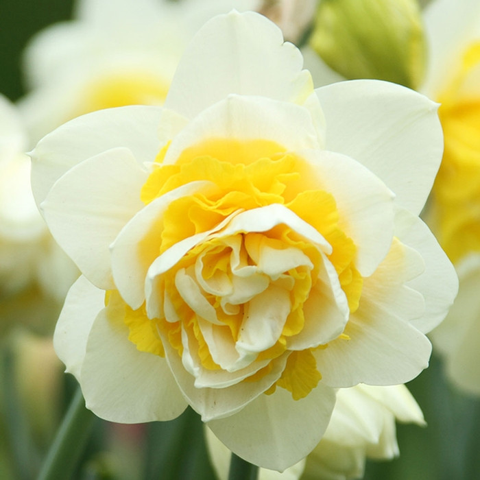 Tulip Darwin Hybrid Ad Rem - 20 bulbs - Longfield Gardens