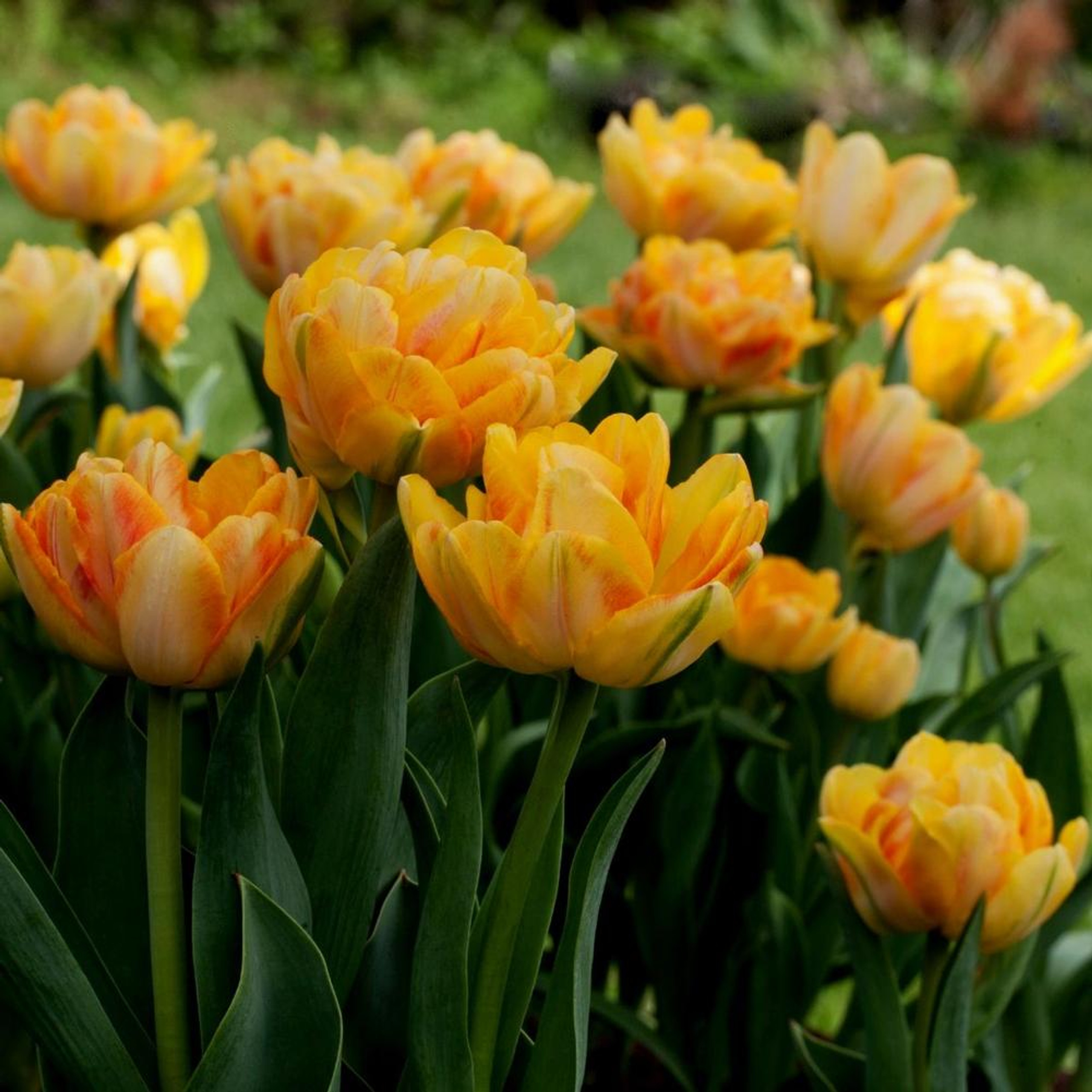 Tulip Double Early Foxy Foxtrot - 20 bulbs - Longfield Gardens