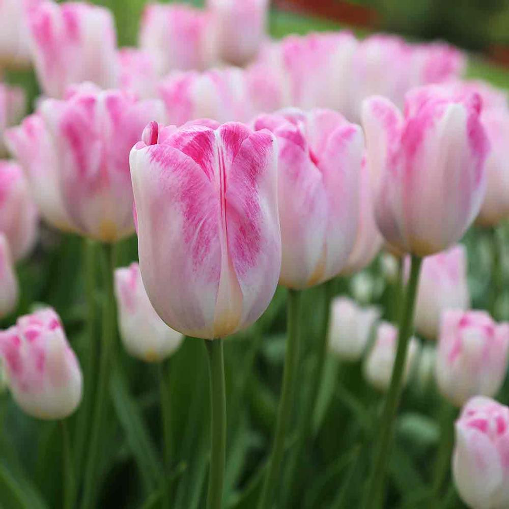 Tulip Triumph Infinity - 20 bulbs - Longfield Gardens