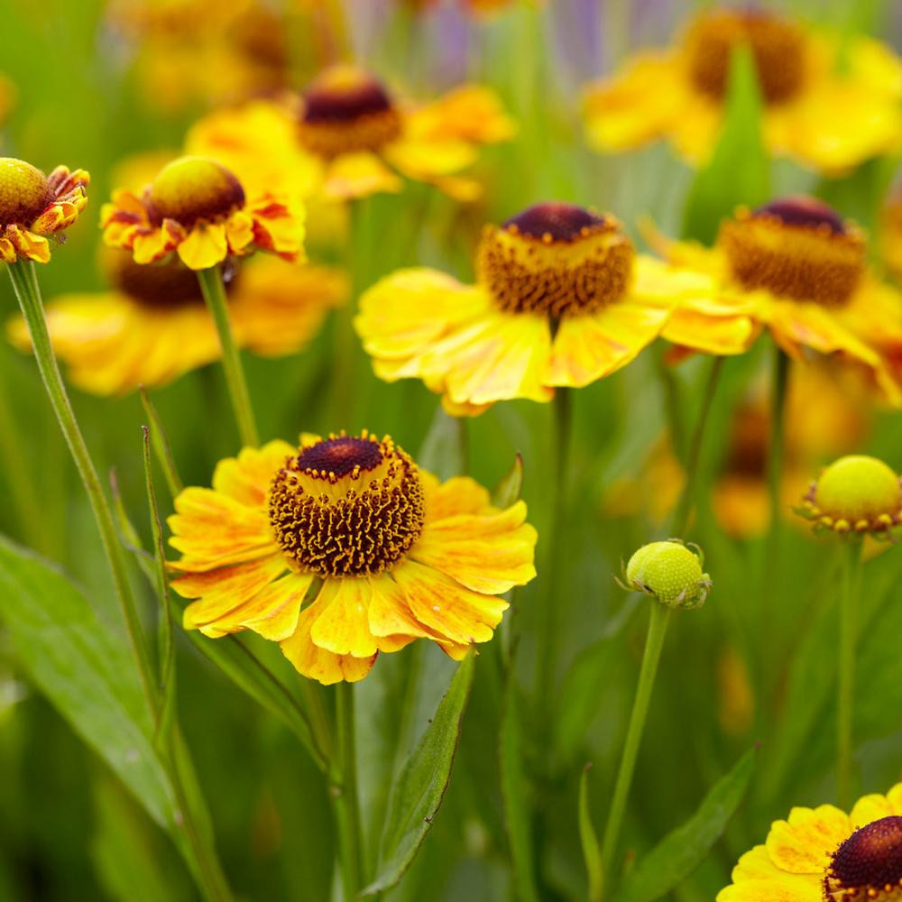 Helenium The Bishop - 3 bare roots - Longfield Gardens