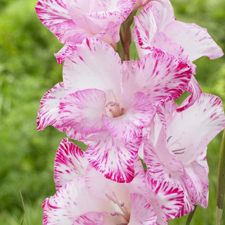 Gladiolus My Love - 15 corms - Longfield Gardens