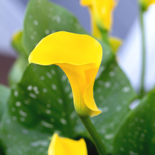 Calla Lily Gold Crown - 3 bulbs - Longfield Gardens