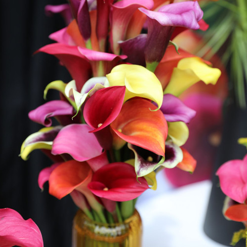 Calla Lily Morning Sun - 3 bulbs - Longfield Gardens