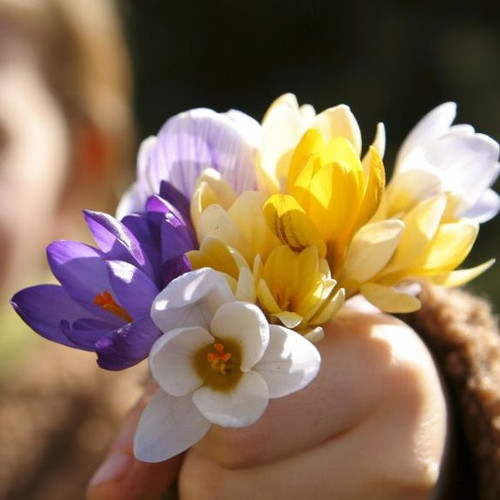Crocus Large Flowering Assorted Colors - 25 corms - Longfield Gardens
