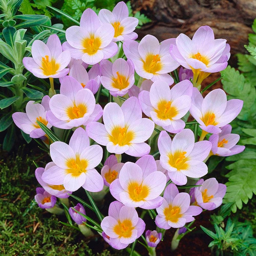 Crocus Species Firefly - 25 corms - Longfield Gardens