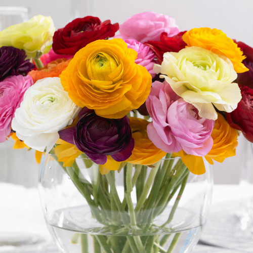 Ranunculus Tomer Assorted Colors (Fall) - 25 corms - Longfield Gardens