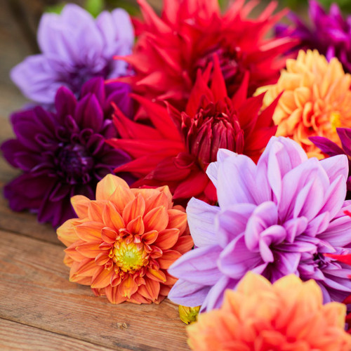 Dahlia Assorted Mulberry Mango Collection 8 Tuber Clumps Longfield
