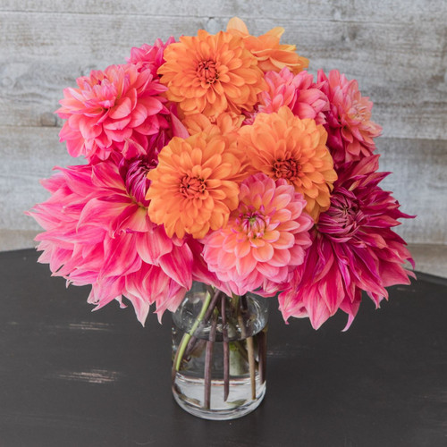 Dahlia Assorted Honey Rose Collection 6 Tuber Clumps Longfield Gardens